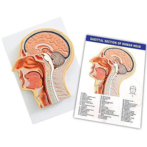 Evotech Scientific Human Relief Median Section Head Model, Head and Brain Model, Medical Head Brain Neck Median Section Study Model, Natural Size, Oral and Nasal, Larynx & Pharynx Model