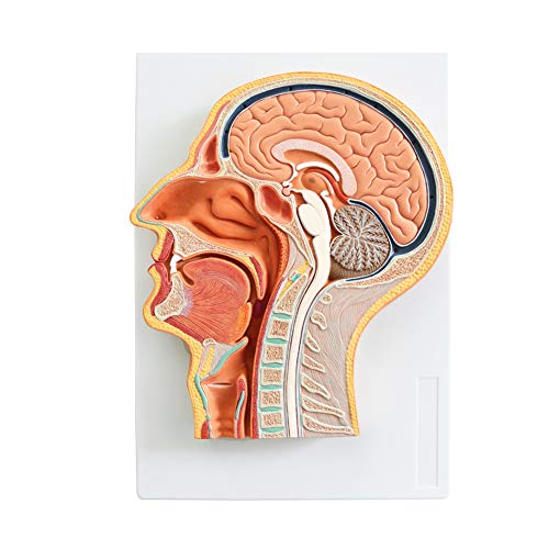 Evotech Scientific Human Relief Median Section Head Model, Head and Brain Model, Medical Head Brain Neck Median Section Study Model, Natural Size, Oral and Nasal, Larynx & Pharynx Model