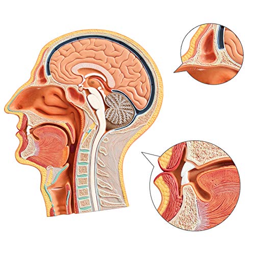 Evotech Scientific Human Relief Median Section Head Model, Head and Brain Model, Medical Head Brain Neck Median Section Study Model, Natural Size, Oral and Nasal, Larynx & Pharynx Model