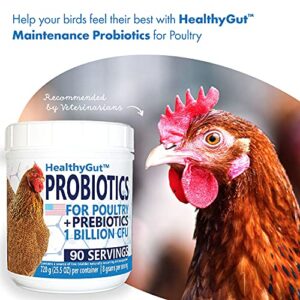 HealthyGut Probiotics for Chickens & Poultry, All-Natural Digestive System Dietary Supplement (90 Scoops)