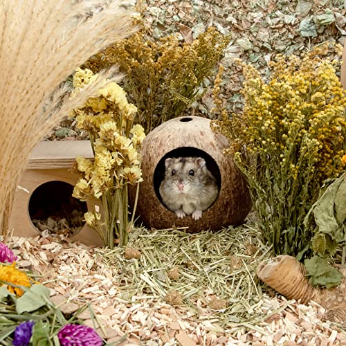 andwe Coconut Hut Hamster House Bed for Gerbils Mice Small Animal Cage Habitat Decor