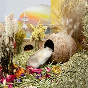 andwe Coconut Hut Hamster House Bed for Gerbils Mice Small Animal Cage Habitat Decor