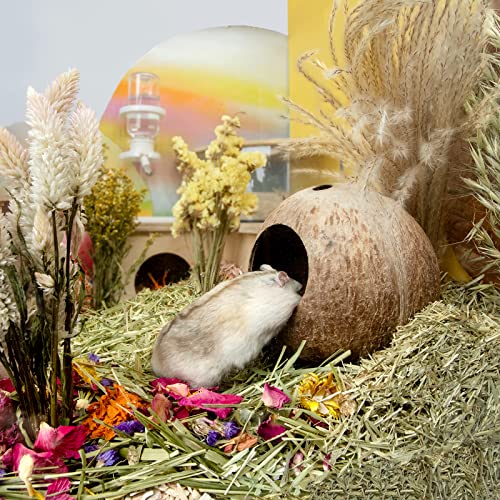 andwe Coconut Hut Hamster House Bed for Gerbils Mice Small Animal Cage Habitat Decor