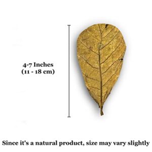 SunGrow Catappa Indian Almond Leaves for Shrimp Aquariums, 4-7 Inches Long Leaf (10 Pcs), Lowers Your Tank's pH and Pet Stress, Creates Better Habitat Environment, Unique Practical Aquarium Tank Decor