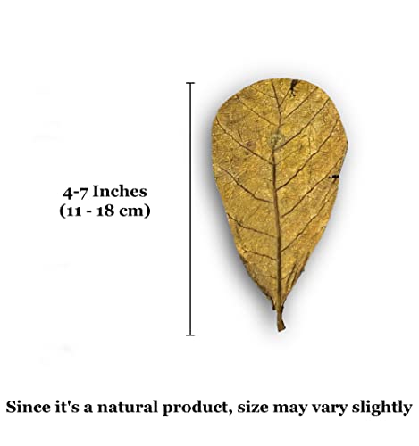 SunGrow Catappa Indian Almond Leaves for Shrimp Aquariums, 4-7 Inches Long Leaf (10 Pcs), Lowers Your Tank's pH and Pet Stress, Creates Better Habitat Environment, Unique Practical Aquarium Tank Decor