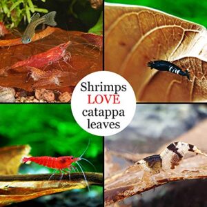 SunGrow Catappa Indian Almond Leaves for Shrimp Aquariums, 4-7 Inches Long Leaf (10 Pcs), Lowers Your Tank's pH and Pet Stress, Creates Better Habitat Environment, Unique Practical Aquarium Tank Decor