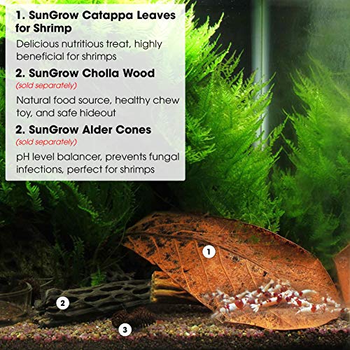 SunGrow Catappa Indian Almond Leaves for Shrimp Aquariums, 4-7 Inches Long Leaf (10 Pcs), Lowers Your Tank's pH and Pet Stress, Creates Better Habitat Environment, Unique Practical Aquarium Tank Decor