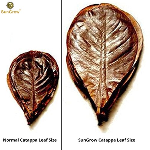 SunGrow Catappa Indian Almond Leaves for Shrimp Aquariums, 4-7 Inches Long Leaf (10 Pcs), Lowers Your Tank's pH and Pet Stress, Creates Better Habitat Environment, Unique Practical Aquarium Tank Decor