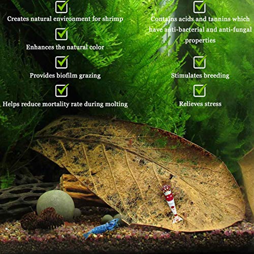 SunGrow Catappa Indian Almond Leaves for Shrimp Aquariums, 4-7 Inches Long Leaf (10 Pcs), Lowers Your Tank's pH and Pet Stress, Creates Better Habitat Environment, Unique Practical Aquarium Tank Decor