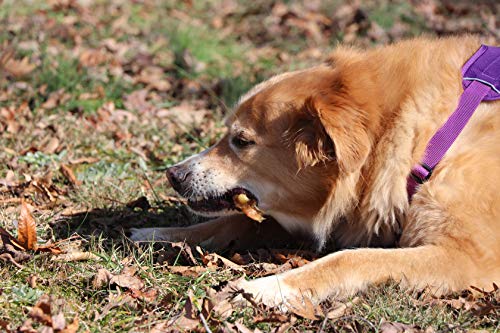 Best Pet Supplies GigaBite Pig Ear Slices (2.2-Pounds) – All Natural Pig Ear Strips, Piggy Sliver Dog Treat