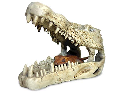 Pangea Reptile Crocodile Skull Terrarium Decoration, Tan