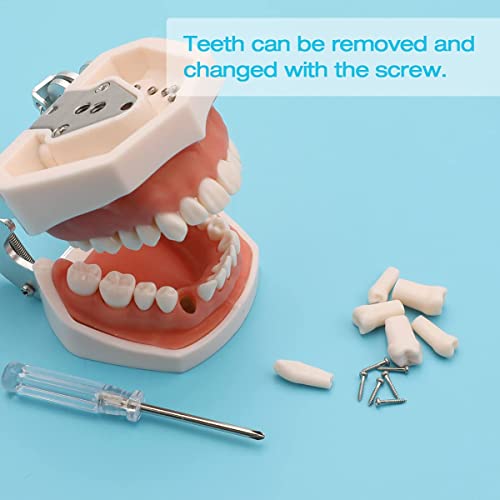 ANNWAH Dental Typodont Teeth Model,Completely Detachable Teeth Model Suitable for Teaching,Practice and Study,Come with a Small Screwdriver