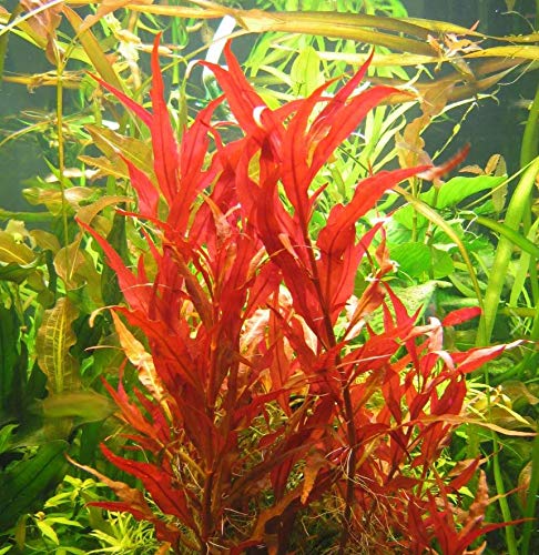 Mainam Alternanthera Reineckii VAR. Roseafolia Telanthera Freshwater Red Stem Live Aquarium Plant