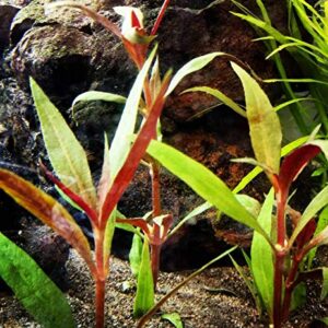 Mainam Alternanthera Reineckii VAR. Roseafolia Telanthera Freshwater Red Stem Live Aquarium Plant