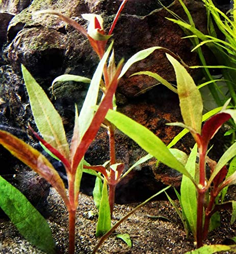 Mainam Alternanthera Reineckii VAR. Roseafolia Telanthera Freshwater Red Stem Live Aquarium Plant