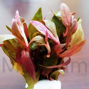 Mainam Alternanthera Reineckii VAR. Roseafolia Telanthera Freshwater Red Stem Live Aquarium Plant