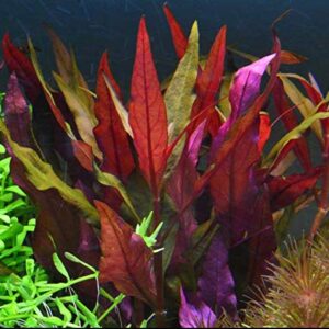 Mainam Alternanthera Reineckii VAR. Roseafolia Telanthera Freshwater Red Stem Live Aquarium Plant