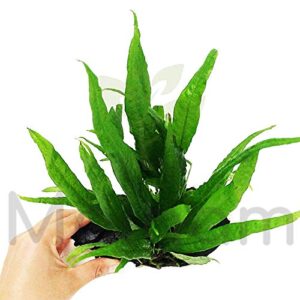 mainam java fern planted on driftwood microsorum pteropus freshwater easy low light live aquarium plant decorations 3 days guarantee