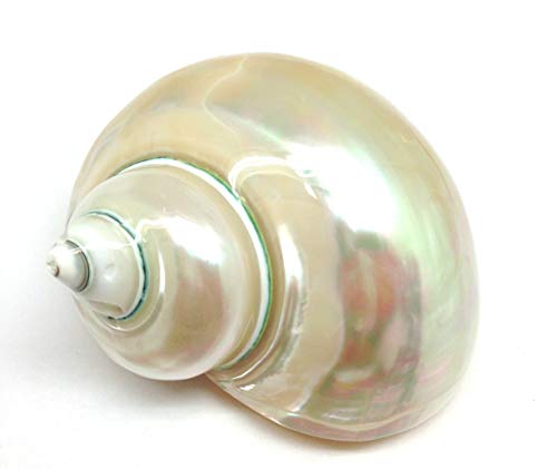 PEPPERLONELY 1 PC Polished White Jade Turbo Sea Shell, Hermit Crab Sea Shells, 4 Inch ~ 5 Inch