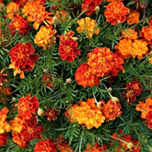 Marigold Seeds for Planting French Marigold Flower Seeds Mix - About 500 Seeds