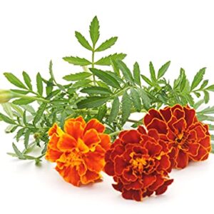 Marigold Seeds for Planting French Marigold Flower Seeds Mix - About 500 Seeds