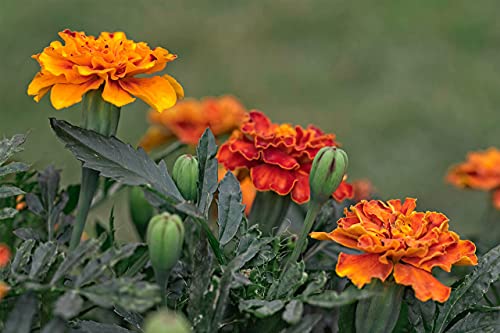 Marigold Seeds for Planting French Marigold Flower Seeds Mix - About 500 Seeds