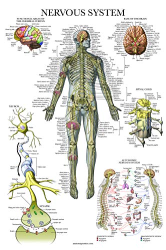 Palace Learning Nervous System Anatomy Poster - LAMINATED - Autonomic Nervous System & Brain Anatomical Chart - 18" x 24"