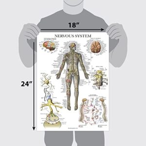 Palace Learning Nervous System Anatomy Poster - LAMINATED - Autonomic Nervous System & Brain Anatomical Chart - 18" x 24"