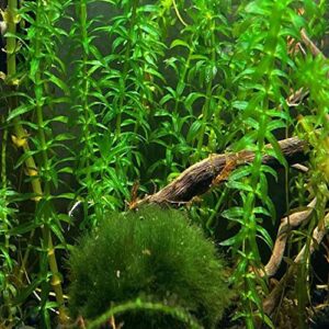 anacharis potted elodea densa tropical freshwater stems live aquarium plants aquatic pond water decorations 3 days live guaranteed by mainam