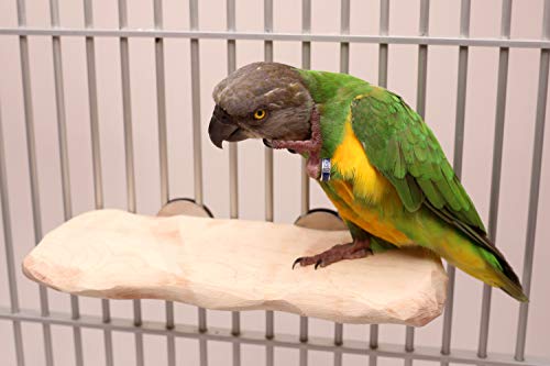 Hardwood Platform NU Perch for Small to Medium Parrots