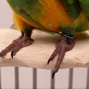 Hardwood Platform NU Perch for Small to Medium Parrots