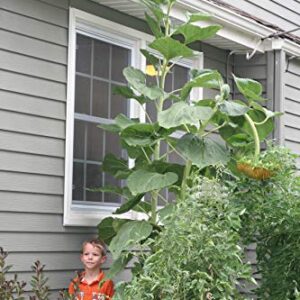 Sow Right Seeds - Mammoth Sunflower Seeds for Planting - Grow Giant Grey Stripe Sun Flowers in Your Garden - Non-GMO Heirloom Seeds with Full Instructions for Planting Bright Sunflowers at Home (1)