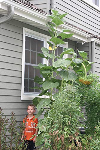 Sow Right Seeds - Mammoth Sunflower Seeds for Planting - Grow Giant Grey Stripe Sun Flowers in Your Garden - Non-GMO Heirloom Seeds with Full Instructions for Planting Bright Sunflowers at Home (1)