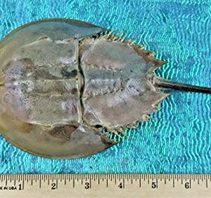 Real Horseshoe Crab Shell with Legs Shell Specimen Collectible