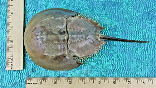 Real Horseshoe Crab Shell with Legs Shell Specimen Collectible