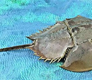 Real Horseshoe Crab Shell with Legs Shell Specimen Collectible