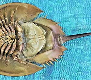 Real Horseshoe Crab Shell with Legs Shell Specimen Collectible