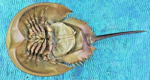 Real Horseshoe Crab Shell with Legs Shell Specimen Collectible