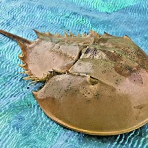 Real Horseshoe Crab Shell with Legs Shell Specimen Collectible