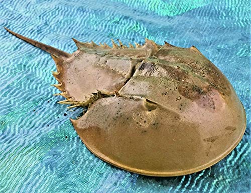 Real Horseshoe Crab Shell with Legs Shell Specimen Collectible