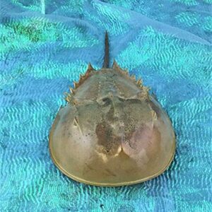 Real Horseshoe Crab Shell with Legs Shell Specimen Collectible