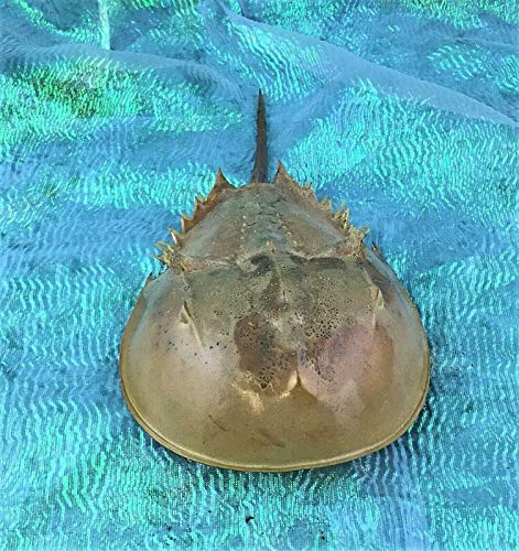 Real Horseshoe Crab Shell with Legs Shell Specimen Collectible