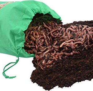 Uncle Jim's Worm Farm Live Super Red European Nightcrawlers for Composting and Garden Soil Aeration | Large Live Nightcrawlers Improve Soil Structure and Quality for Healthier Gardens | 100 Count