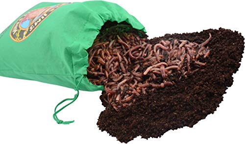 Uncle Jim's Worm Farm Live Super Red European Nightcrawlers for Composting and Garden Soil Aeration | Large Live Nightcrawlers Improve Soil Structure and Quality for Healthier Gardens | 100 Count