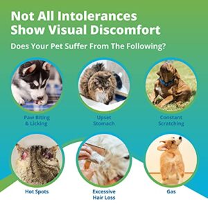 5Strands Pet Health Test - Food Intolerance, Environment Intolerance, Nutrition, Metals and Minerals - at Home Dog or Cat Hair Sample Collection Kit, Results in 7 Days, Works for All Ages and Breeds