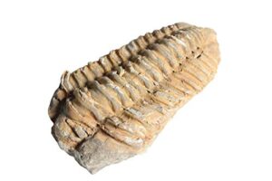 real trilobite fossil over 520 million years old - dey designs certificate of authenticity