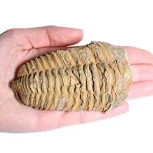 Real Trilobite Fossil Over 520 Million Years Old - Dey Designs Certificate of Authenticity