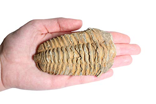 Real Trilobite Fossil Over 520 Million Years Old - Dey Designs Certificate of Authenticity