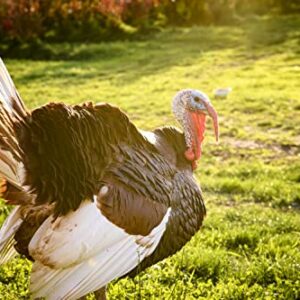 Scratch and Peck Feeds Premium Organic Turkey Grower with Corn - 40-lbs - Non-GMO Project Verified and Certified Organic