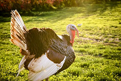 Scratch and Peck Feeds Premium Organic Turkey Grower with Corn - 40-lbs - Non-GMO Project Verified and Certified Organic